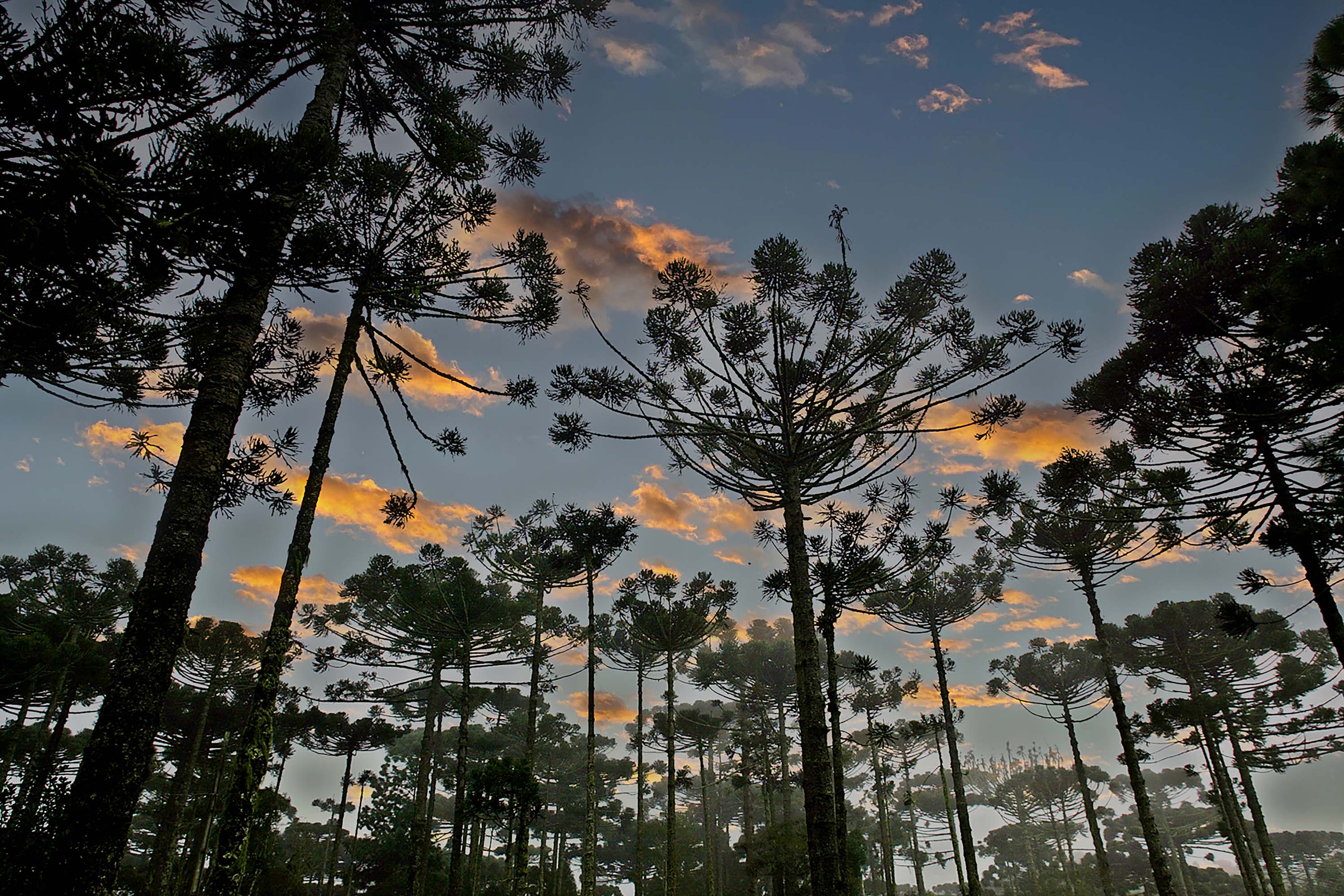 Paraná planta o futuro: distribuição de 668 mil mudas de Araucária ...